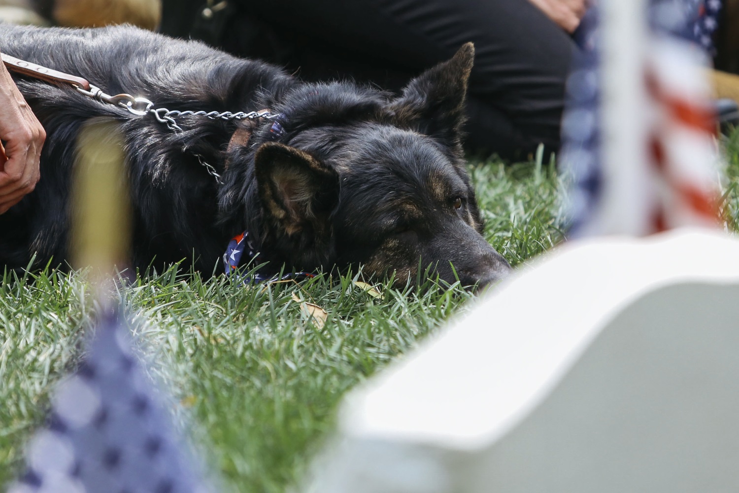 Ashes of Marine dog buried at Michigan War Dog Memorial