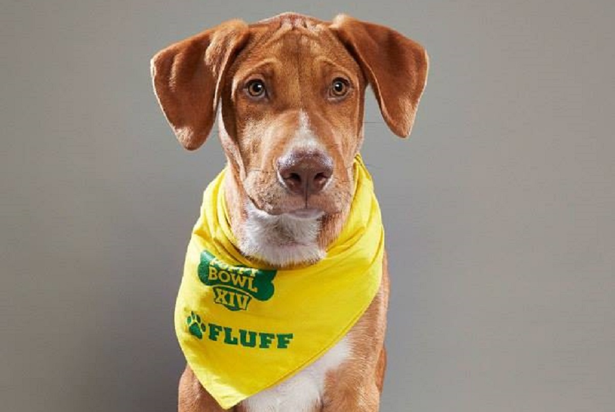 Meet Pete Puppy Bowl Competitor And Future Service Dog